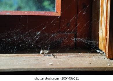 Messy Timber Window Spider Web Indoor Stock Photo Shutterstock