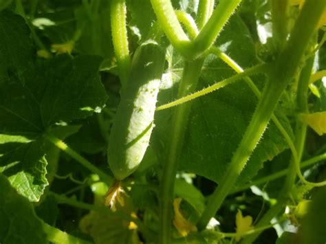 The Scientific Gardener The Yok Kao Cucumber