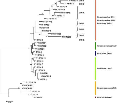 Maximum Likelihood Ml Tree Of Combined H3 And Its2 Common Sequences