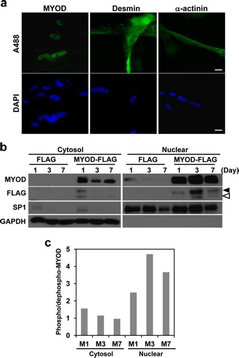 Intracellular Localization Of Myod Desmin And α Actinin Proteins