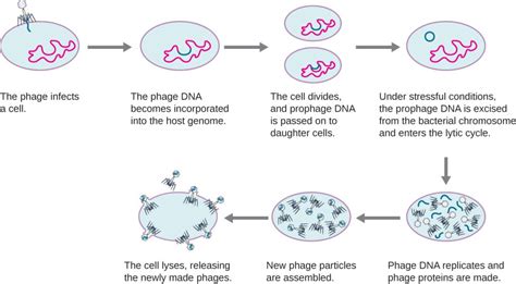 Rabies Virus Life Cycle