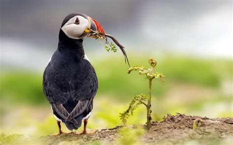 Puffin Wallpapers Wallpaper Cave