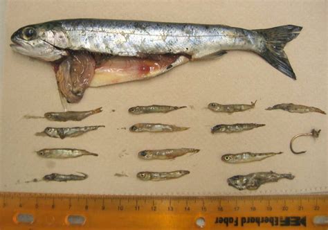 Stomachcontentcb01 Fish Pathogens