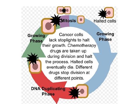 Cell Cycle Interphase Mitosis Cytokinesis And Cancer Cell
