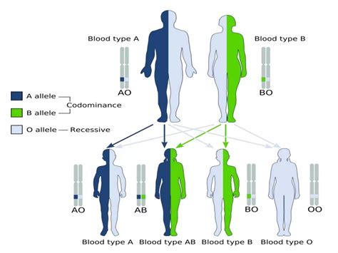Patterns Of Inheritance Non Mendelian Inheritance PPTX Blood Disorders Diseases And Conditions