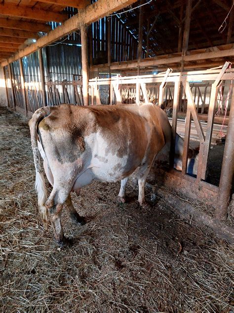 ფერმა რაჭაში წველის პროცესი ფერმაში 🐄