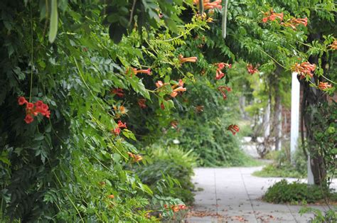 Best Vines For Pergolas And Arbors