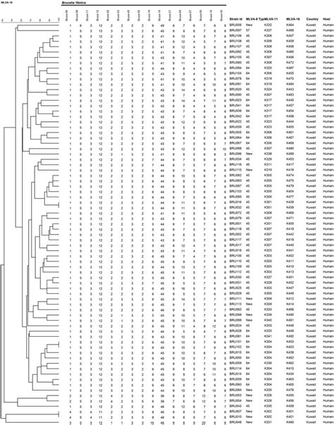 Cluster Analysis Of B Melitensis Strains Based On Mlva 16 Assay The