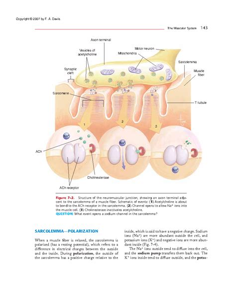 Anatomy And Physiology 17 Sarcolemma—polarization When A Muscle Fiber Is Relaxed The