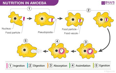 Diagram Of Phagocytosis