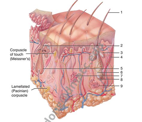 Diagram Chapter Pt5 Diagram Quizlet