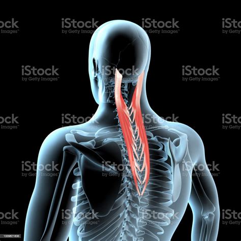 엑스레이 바디에 비장 카피티스 근육 해부학 위치의 3d 그림 건강관리와 의술에 대한 스톡 사진 및 기타 이미지 건강관리와 의술 과학 근육 Istock