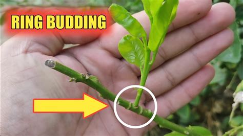 Budding Examples Megakaryocytes And Megakaryocyte Fragments