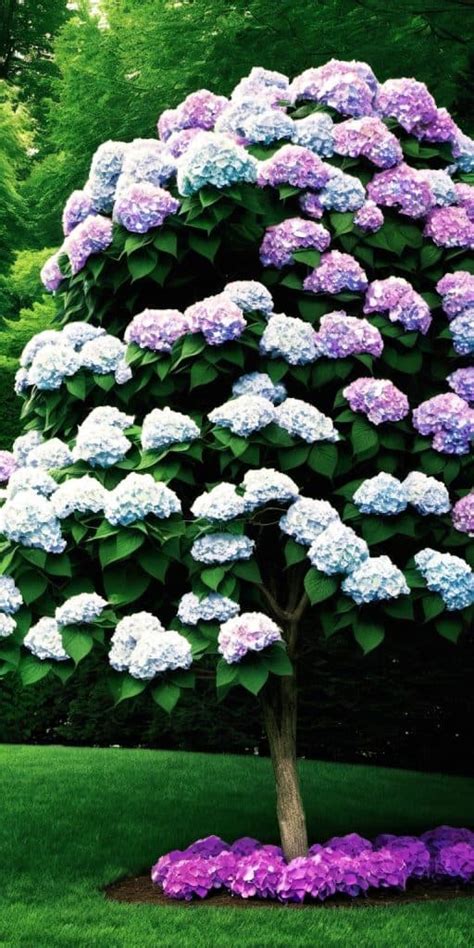 12 Ways Hydrangeas Can Elevate Your Outdoor Oasis Peak Patio Life