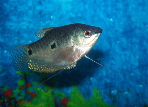 Different Types Of Freshwater Aquarium Fish