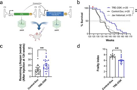 Gene Therapy For Partial Cell Reprogramming