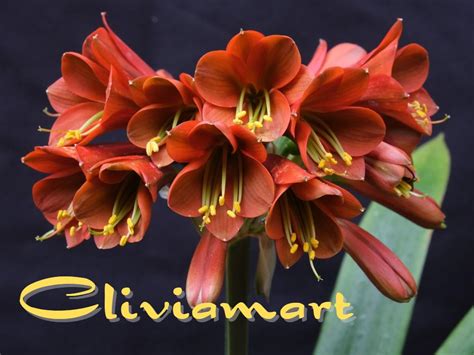 Tjokkie X Bravo Cliviamart Tjokkie X Bravo Cliviamart