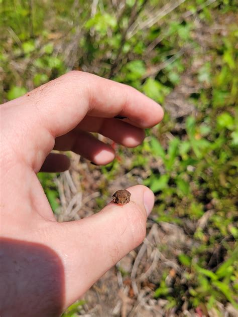 Angry Little Toad R Aww