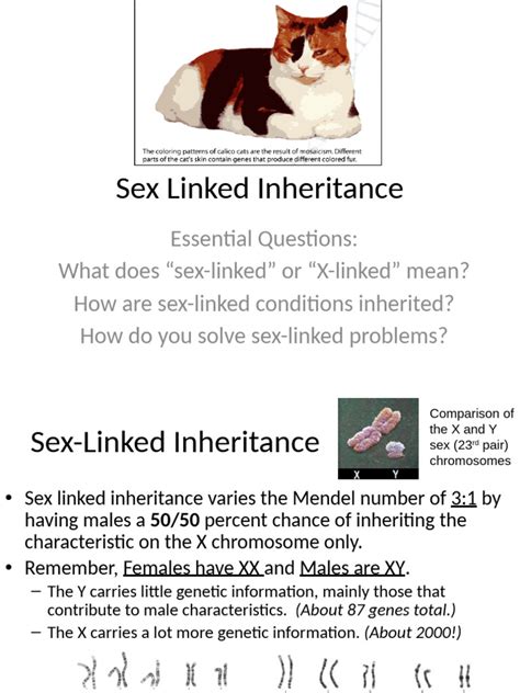 Biology Sex Linked Inheritance Pp Pdf Dominance Genetics Genotype