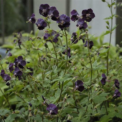 Geranium Phaeum Hills Perennials