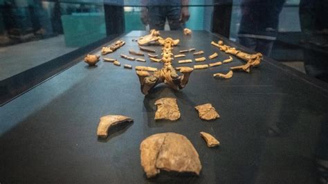 Ancient Human Ancestor Lucy Had Knee Joints Walked Fully Upright