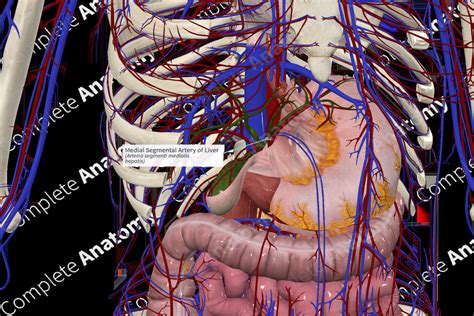 Medial Segmental Artery Of Liver Complete Anatomy