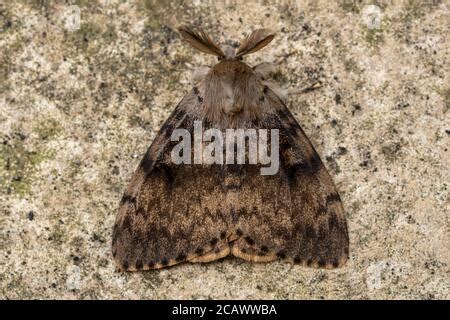 Gypsy Moth Lymantria Dispar Dispar Male Stock Photo Alamy