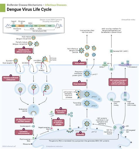 Dengue Virus Life Cycle Biorender Science Templates