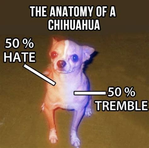 100 Chihuahua Memes Thatll Make You Laugh Harder Than You Should