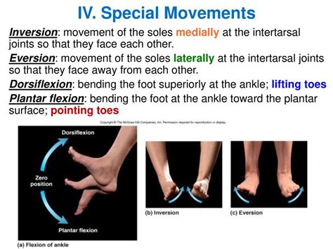 Chapter 9 Articulations Joints 9 Articulations Ppt Download