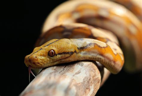 Pythons Found To Be Highly Sustainable Food Source Green Reporter