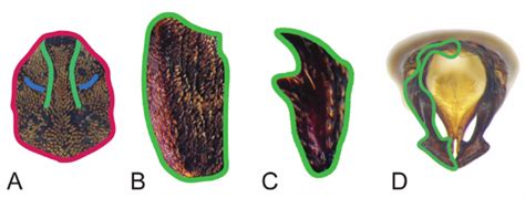 Curve Selection Of Four Characters A The Red Curve Curve 1 Is The