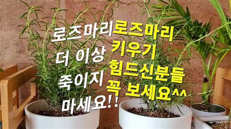 화초키우기 특별한 방법으로 로즈마리 키우기 Youtube