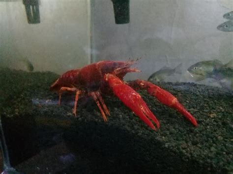 Do Crayfish Gets Darker In Color As They Age Rcrayfish