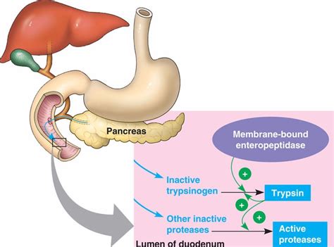 What Does Lipase Amylase And Protease Do At Richard Carroll Blog