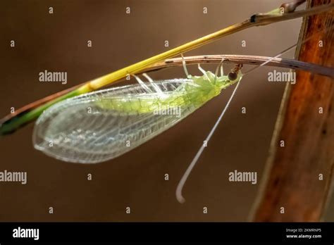 A Closeup Of An Adult Green Lacewing Genus Chrysoperla Their Larvae