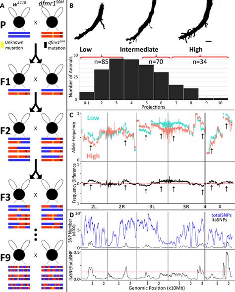Bulked Segregant Analysis Of Synaptic Projection Quantitative Trait