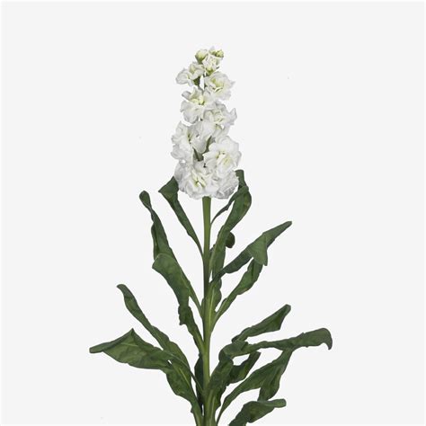 Matthiola Incana Arrow White Muller Seeds