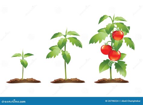 Tomato Leaf Illustration Whats Wrong With My Tomato Plant