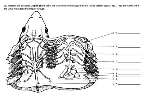 Diagram Of Bio 1002 Lab Quizlet