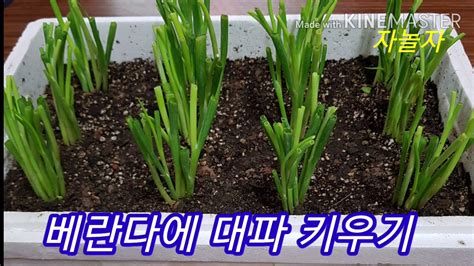 대파 키우기 베란다에 실파사서 대파 키워 먹기 총정리 Youtube