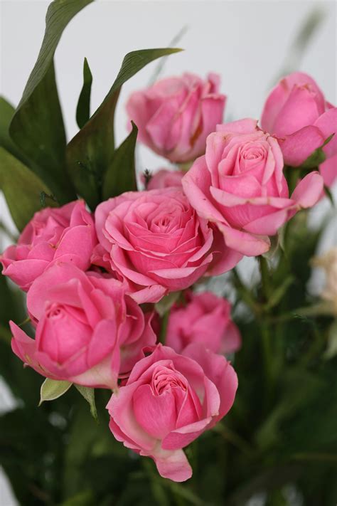 Безкоштовне стокове фото Ordu азія барвистий ботанічний букет вертикальні постріл весна