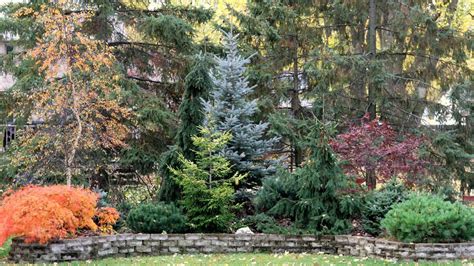 Moonglow Juniper Zone At Matthew Mendelsohn Blog