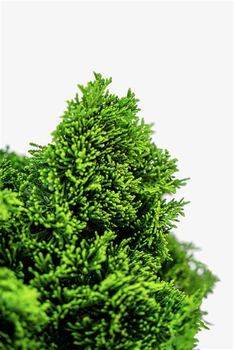 Dwarf Golden Hinoki Cypress Tree Form For Sale The Tree Center