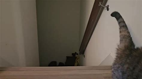 How Tiny Octopus Spends 10 Minutes Every Few Hours Album On Imgur