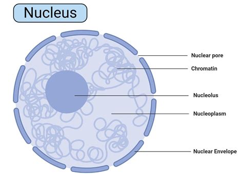 What Do You Know About Nucleus Nuclear Cell Diagram The Cell