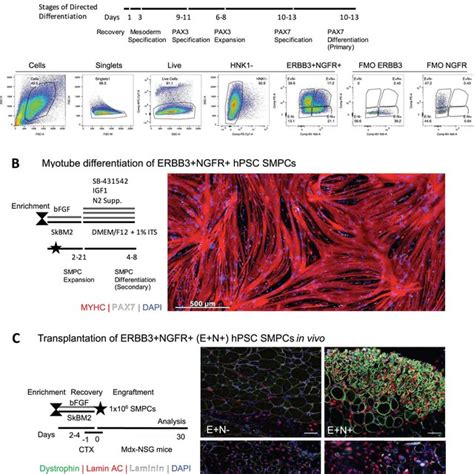 Directed Differentiation Of Hpscs To Skeletal Muscle In Vitro And In
