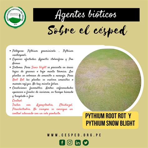 Pythium Root Rot Y Pythium Asociación Peruana Del Césped