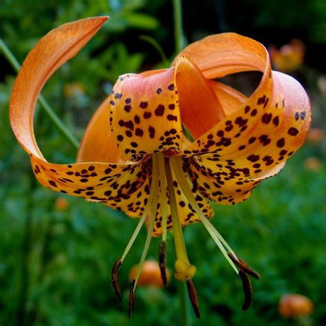 Tiger Lily