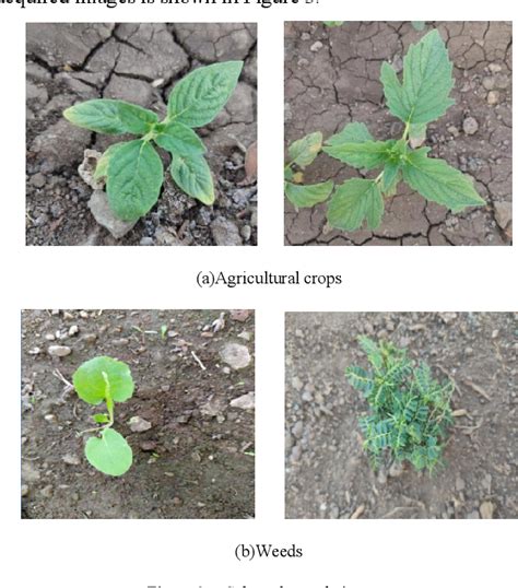Figure 1 From A Yolov3 Based Framework For Weed Detection In Agricultural Fields Semantic Scholar